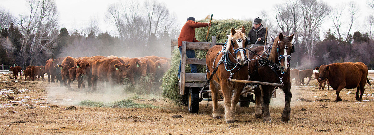 Chow Line | Jim Morton Photography, Montana Rancher, Photographer